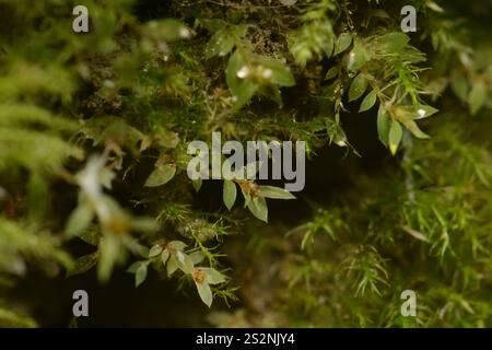 Tozer's Thread-moss (Epipterygium tozeri), Plantae, A Coruña, ES-GA, ES ...