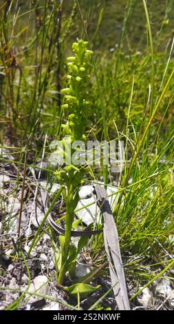 Column Disa (Disa cylindrica Stock Photo - Alamy