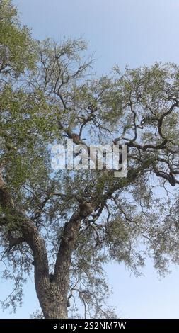 Common White Quebracho (Aspidosperma quebracho-blanco Stock Photo - Alamy