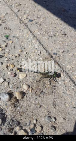 Cobra Clubtail (Gomphurus vastus Stock Photo - Alamy