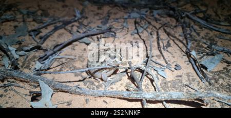 Desert Trilling Frog (Neobatrachus sudelli Stock Photo - Alamy
