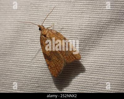 Rhomboid Tortrix (Acleris rhombana Stock Photo - Alamy