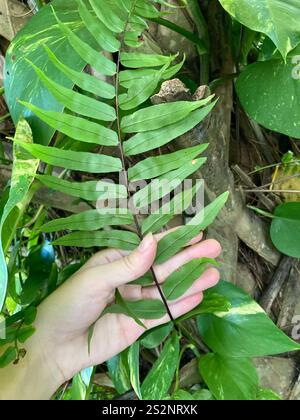 Broad Sword Fern (Nephrolepis biserrata Stock Photo - Alamy