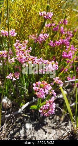 Graffiti Heath (Erica seriphiifolia Stock Photo - Alamy