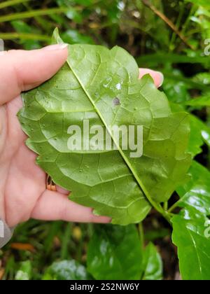 five finger (Pseudopanax arboreus Stock Photo - Alamy