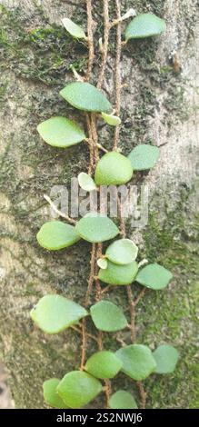Rock Felt Fern (Pyrrosia rupestris) in the temperate rainforest of the ...