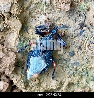 Bee Assassins (Apiomerus Stock Photo - Alamy