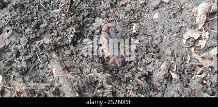 Edward's Bark Scorpion (Centruroides edwardsii Stock Photo - Alamy
