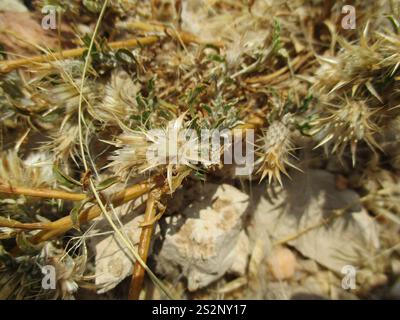 Common Karmedik (Dicoma capensis Stock Photo - Alamy