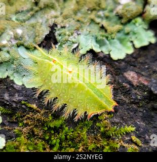 Crowned Slug Moth (Isa textula Stock Photo - Alamy