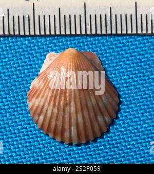 Atlantic Calico Scallop (Argopecten gibbus Stock Photo - Alamy