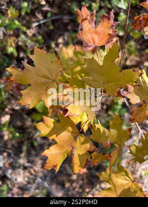 southern sugar maple (Acer floridanum) Plantae Stock Photo - Alamy