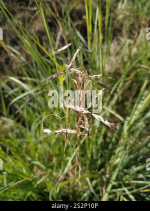 thatching grass (Hyparrhenia hirta Stock Photo - Alamy