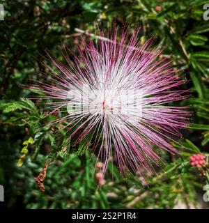 Pink Powderpuff (Calliandra selloi Stock Photo - Alamy