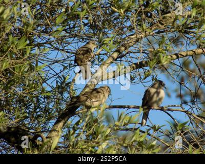 Picuí Ground Dove (Columbina picui Stock Photo - Alamy