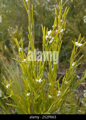Spike Beard-heath (Leucopogon australis Stock Photo - Alamy
