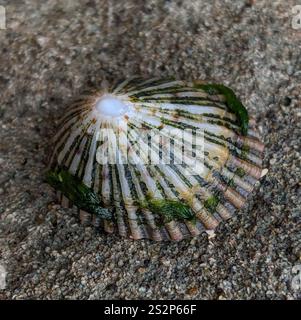 Black-foot 'Opihi (Cellana exarata) Mollusca Stock Photo - Alamy