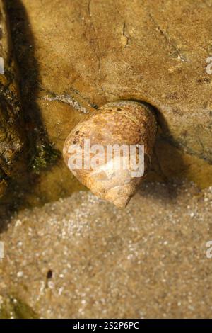 Lined top shell (Phorcus lineatus or Monodonta lineata) is a marine ...