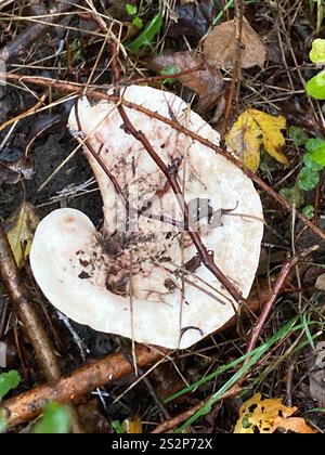 Blushing Milkcap (Lactarius controversus Stock Photo - Alamy