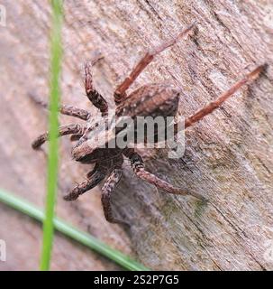 Common Fox Spider (Alopecosa pulverulenta Stock Photo - Alamy