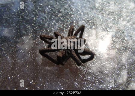 Brown Trapdoor Spiders (Arbanitis Stock Photo - Alamy