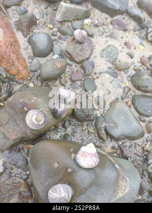 Lined Top Shell (Phorcus lineatus) Mollusca Stock Photo - Alamy