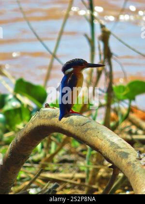 Malagasy Kingfisher (Corythornis vintsioides Stock Photo - Alamy
