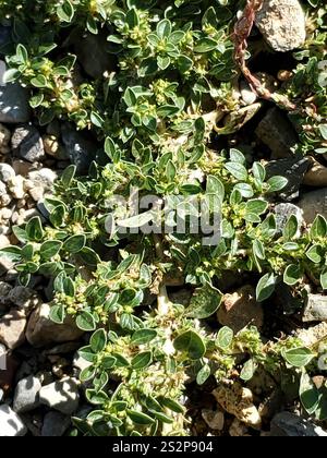 prostrate pigweed (Amaranthus albus Stock Photo - Alamy