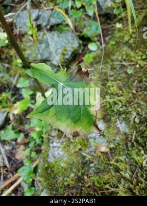 western rattlesnake root (Nabalus alatus Stock Photo - Alamy