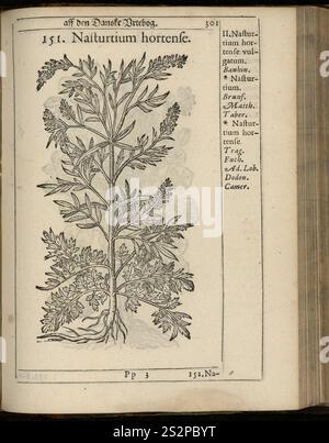 Flora danica, det er dansk urtebog 2-3-090 Stock Photo - Alamy
