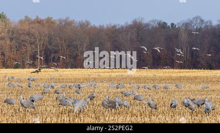 Sandhill crane flying a crop field. Bosque del Apache National Wildlife ...