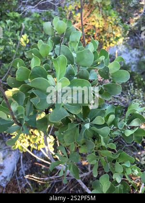 garberia (Garberia heterophylla Stock Photo - Alamy