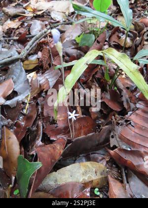 Puerto Rico ghostplant (Voyria tenella), Plantae, Parque Nacional ...