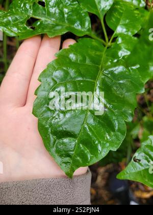 five finger (Pseudopanax arboreus Stock Photo - Alamy