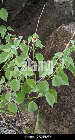 pelotazo (Abutilon incanum Stock Photo - Alamy