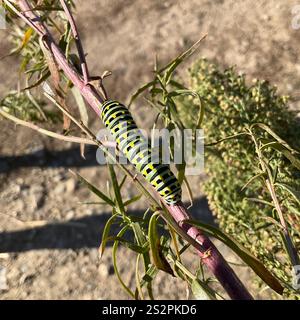 Oregon Swallowtail (Papilio bairdii oregonia Stock Photo - Alamy
