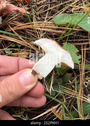 Butterball (Suillus weaverae Stock Photo - Alamy