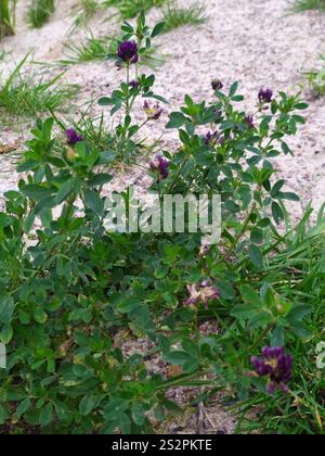 Alfalfa Complex (Medicago sativa Stock Photo - Alamy