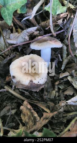 Fragile Brittlegill (Russula fragilis Stock Photo - Alamy