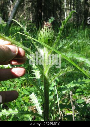 dwarf thistle (Cirsium drummondii Stock Photo - Alamy