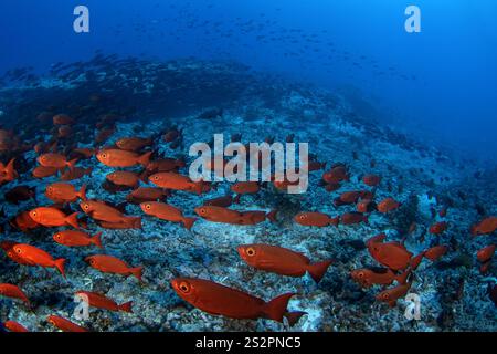 Huge shoal of Priacanthus hamrur in French Polynésia. School of ...