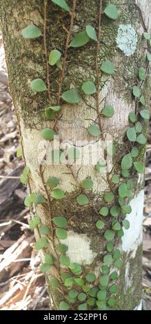 Rock Felt Fern (Pyrrosia rupestris Stock Photo - Alamy