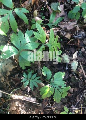 Appalachian waterleaf (Hydrophyllum virginianum atranthum Stock Photo ...