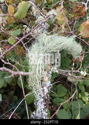 Usnea articulata - Lichen. String-of-Sausage lichen. A type of ...