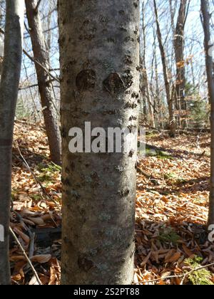 Cytospora Cankers (Cytospora Stock Photo - Alamy