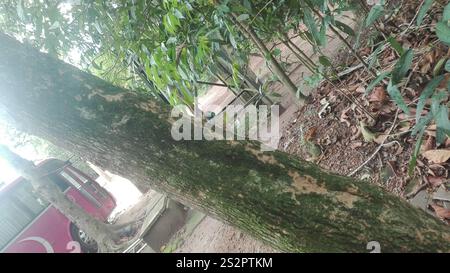 Vietnamese Blue Crested Lizard (Calotes bachae Stock Photo - Alamy