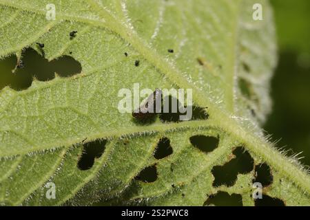 Celery leaf beetle (Phaedon tumidulus Stock Photo - Alamy