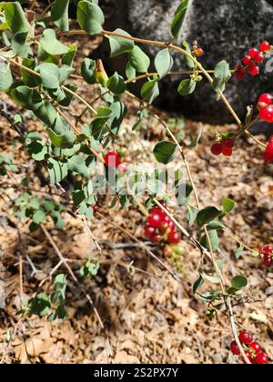 chaparral honeysuckle (Lonicera interrupta Stock Photo - Alamy