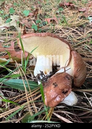 Butterball (Suillus weaverae Stock Photo - Alamy