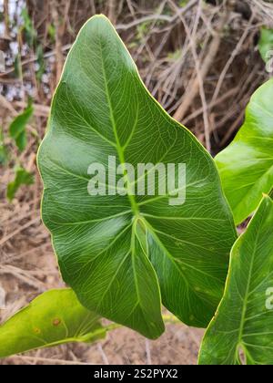 yautia madera (Montrichardia arborescens Stock Photo - Alamy